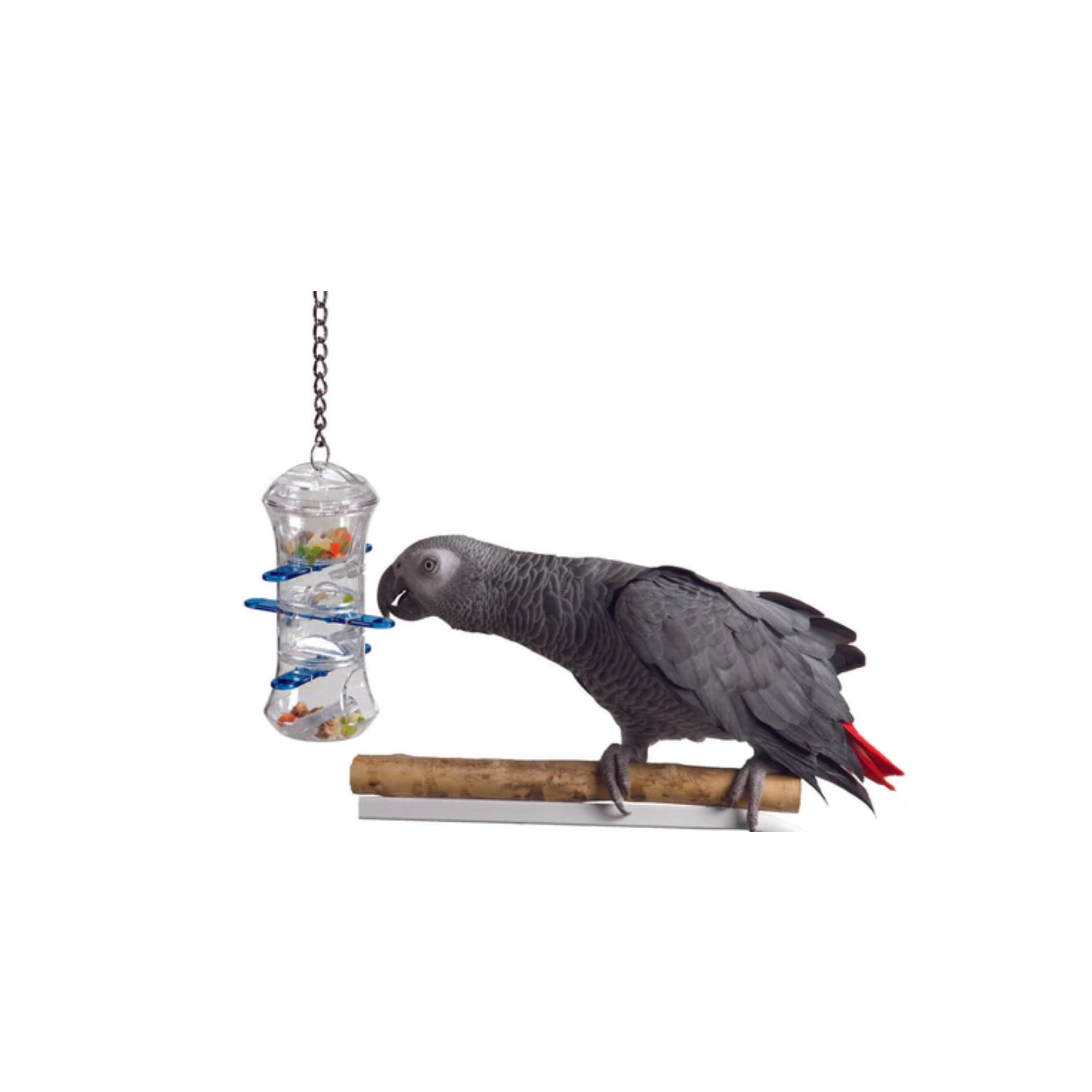 Caitec Creative Foraging Push and Pull Bird Toy – NewZooland