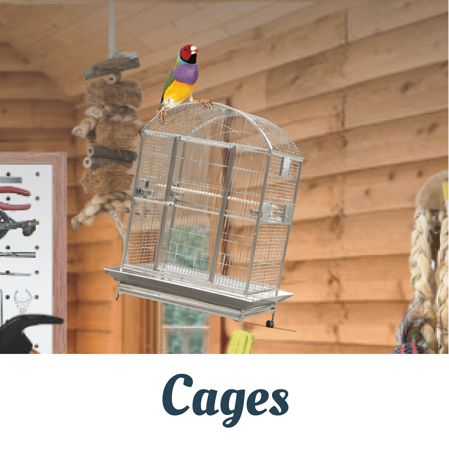 Cages – NewZooland