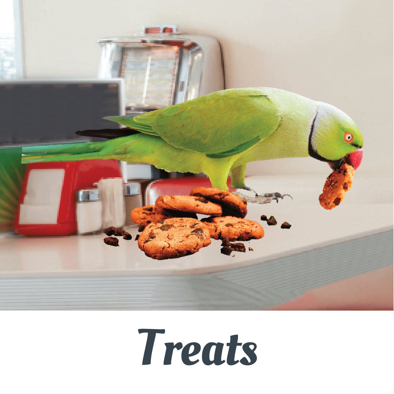 Pampered Parrot Cafe – NewZooland